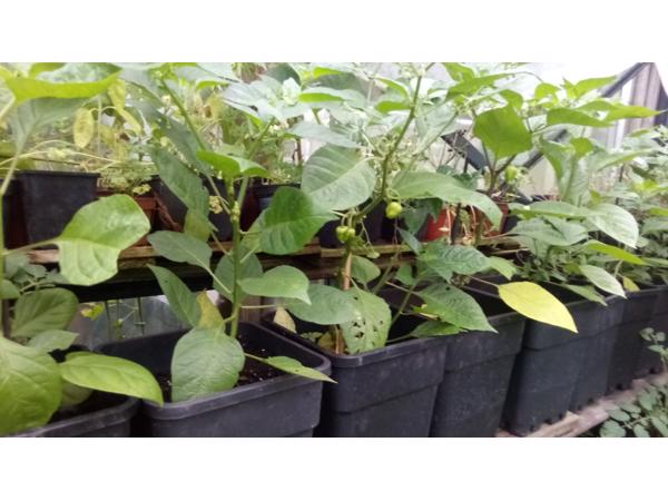 Surinaamse peper (Madamme Jeannette) planten 4,00 euro pp. in ...